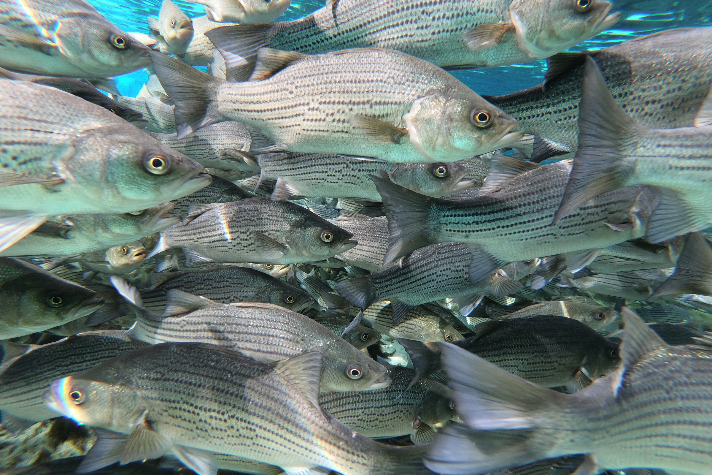 Our Past Work | RAS Aquaculture Systems | PR Aqua